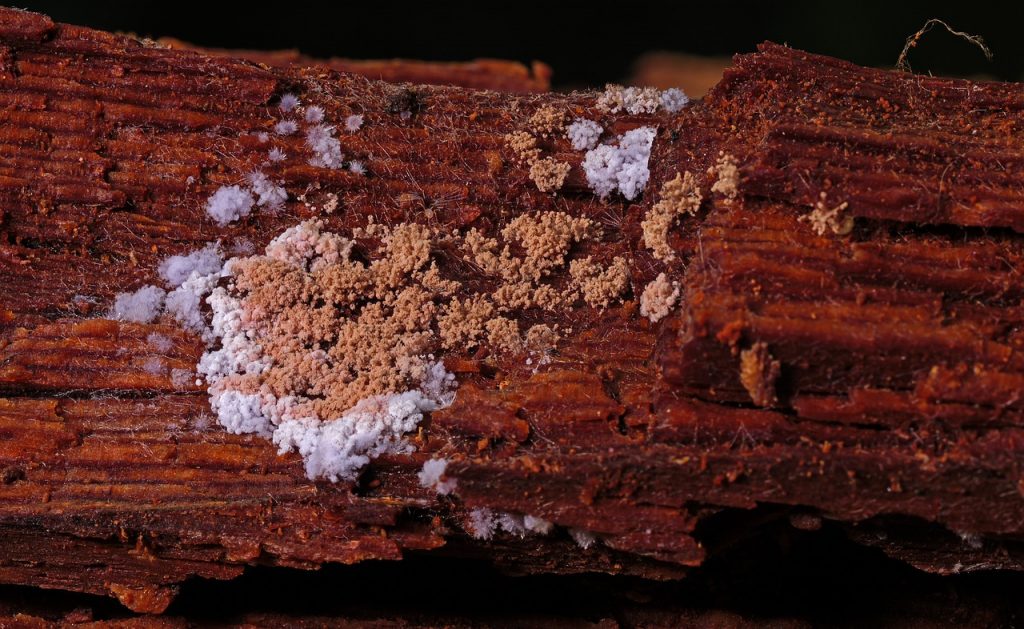 Comment nettoyer les moisissures.